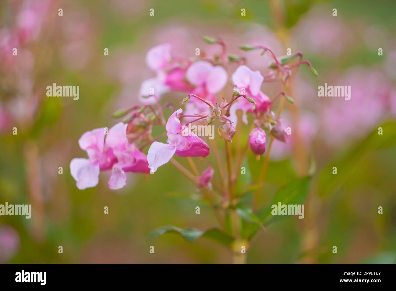 Beautiful garden flowers in bloom. Decorative plants in flowering ...