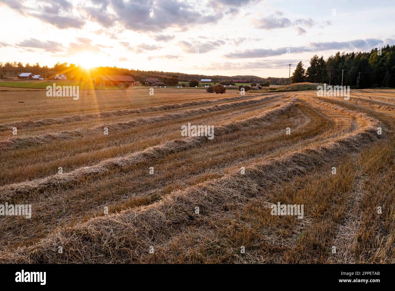Field with hay ready for harvest Stock Photo - Alamy