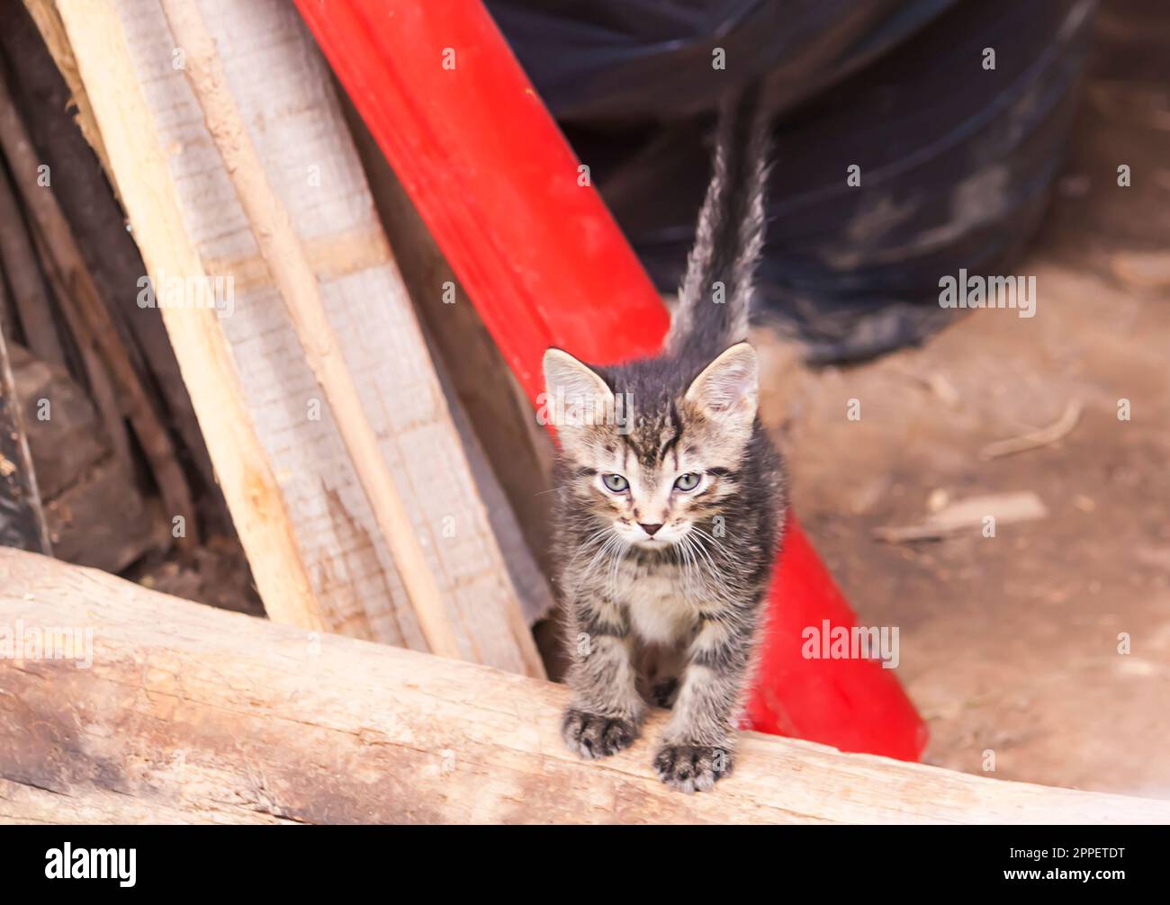 Scared kitten in rural shed Stock Photo - Alamy