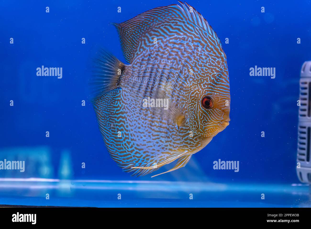 Pompadour pattern hi-res stock photography and images - Alamy