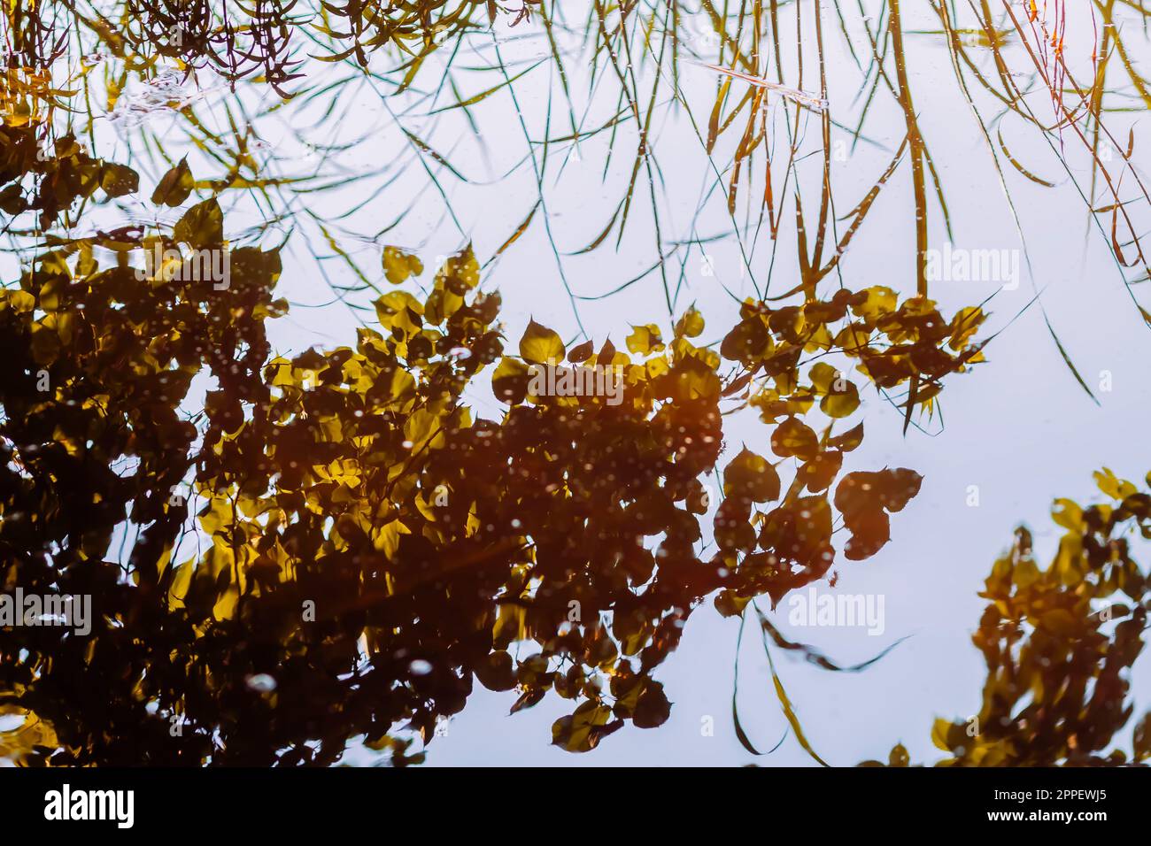 Lake water surface reflecting trees and plants Stock Photo - Alamy