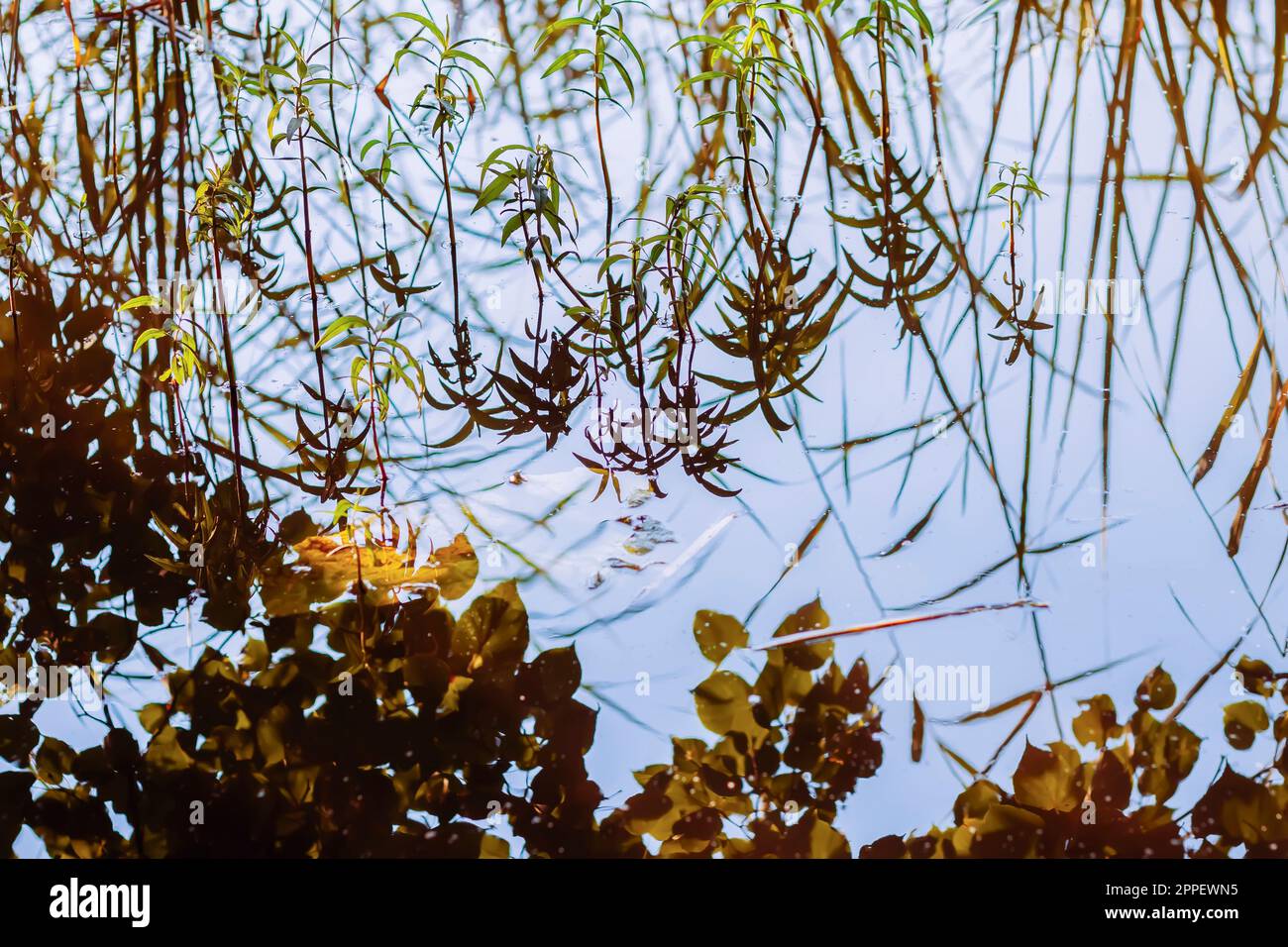 Lake water surface reflecting trees and plants Stock Photo - Alamy