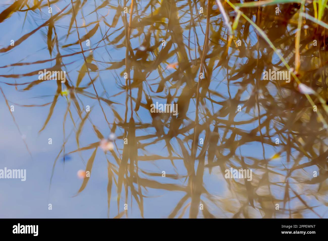 Lake water surface reflecting trees and plants Stock Photo - Alamy