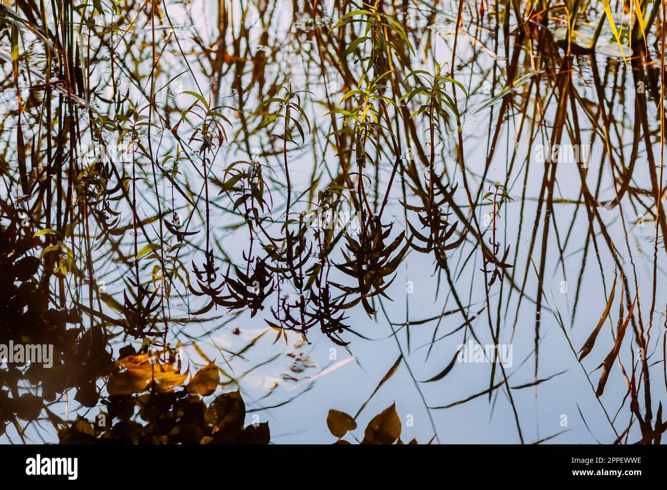 Lake water surface reflecting trees and plants Stock Photo - Alamy