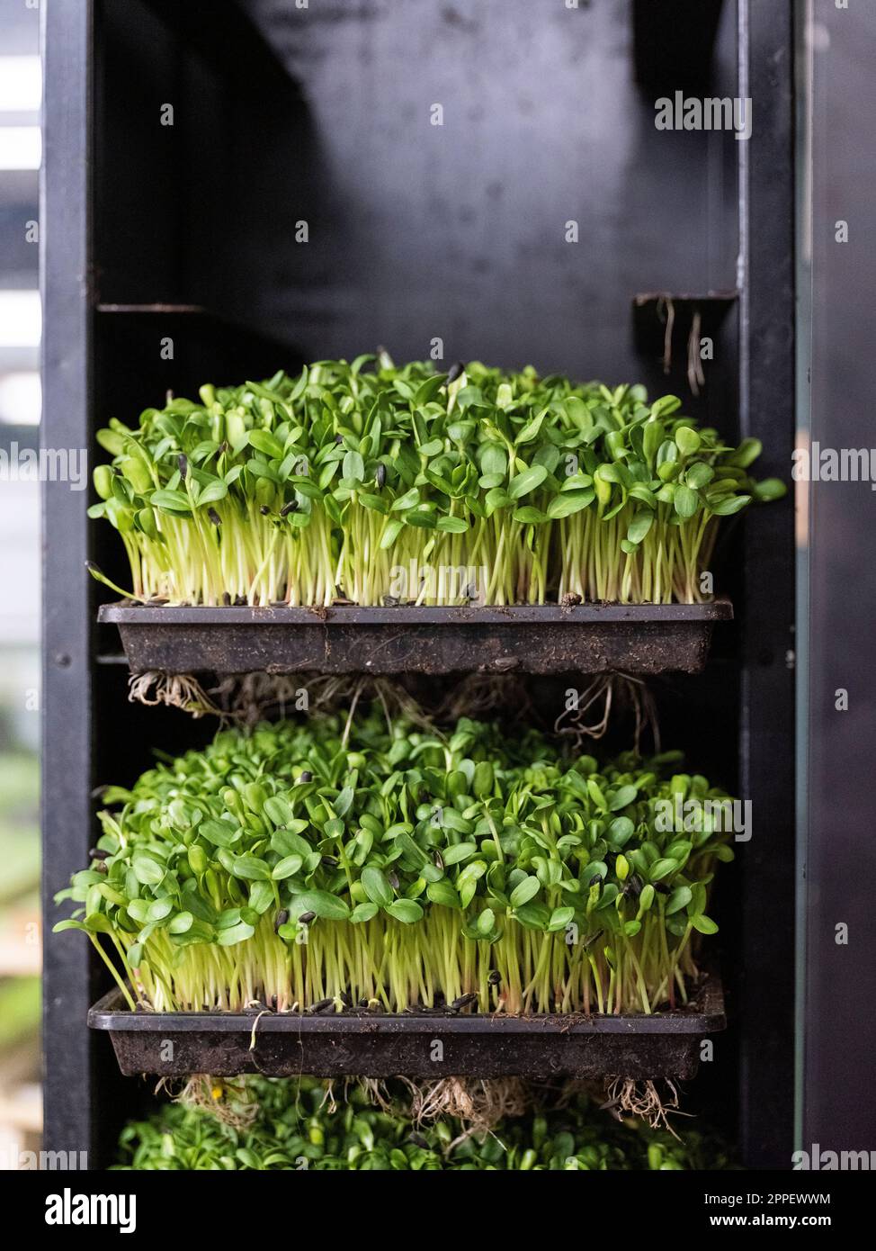 Cress cultivation hi-res stock photography and images - Alamy
