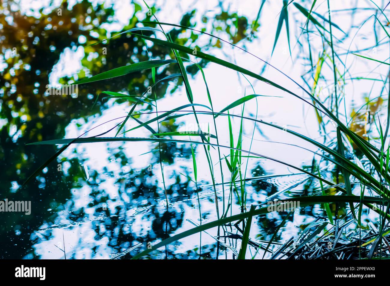 Lake water surface reflecting trees and plants Stock Photo - Alamy