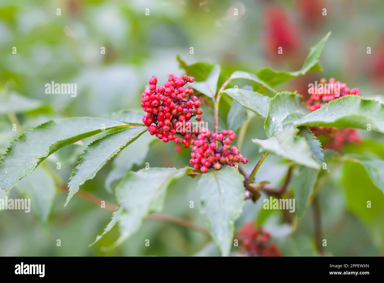 Bush of red elderberry plant. Sambucus racemosa Stock Photo - Alamy