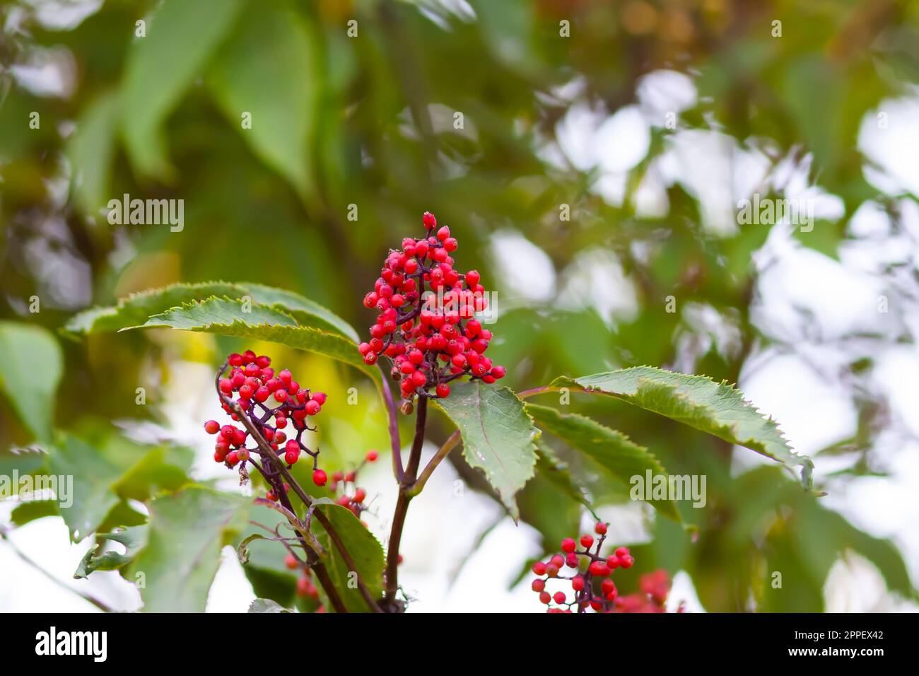 Bush of red elderberry plant. Sambucus racemosa Stock Photo - Alamy