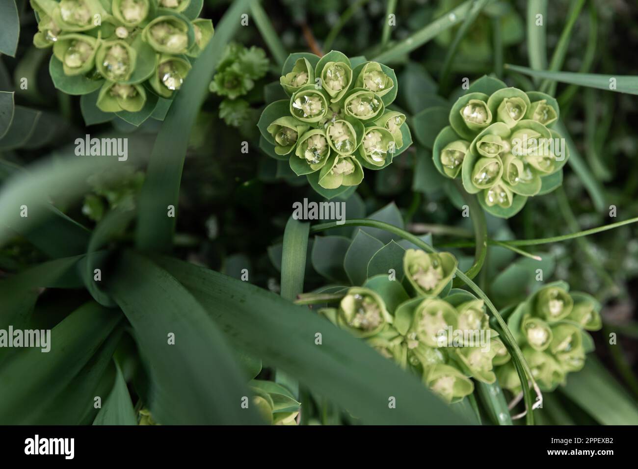 Rosetta stonecrop, or Sedum rosetta. Close-up photo of its small green ...