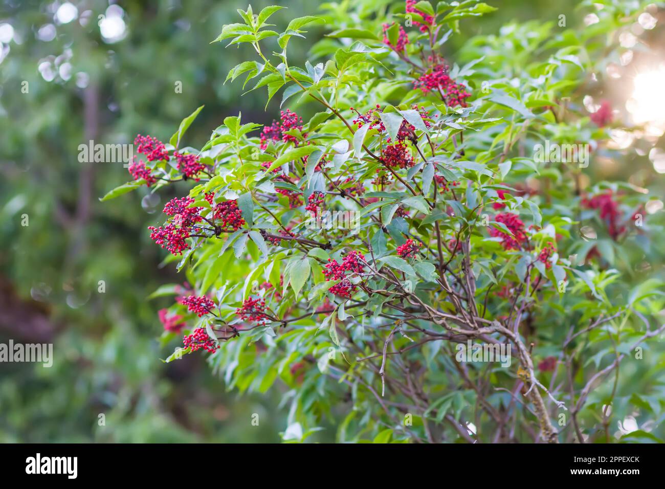 Bush of red elderberry plant. Sambucus racemosa Stock Photo - Alamy