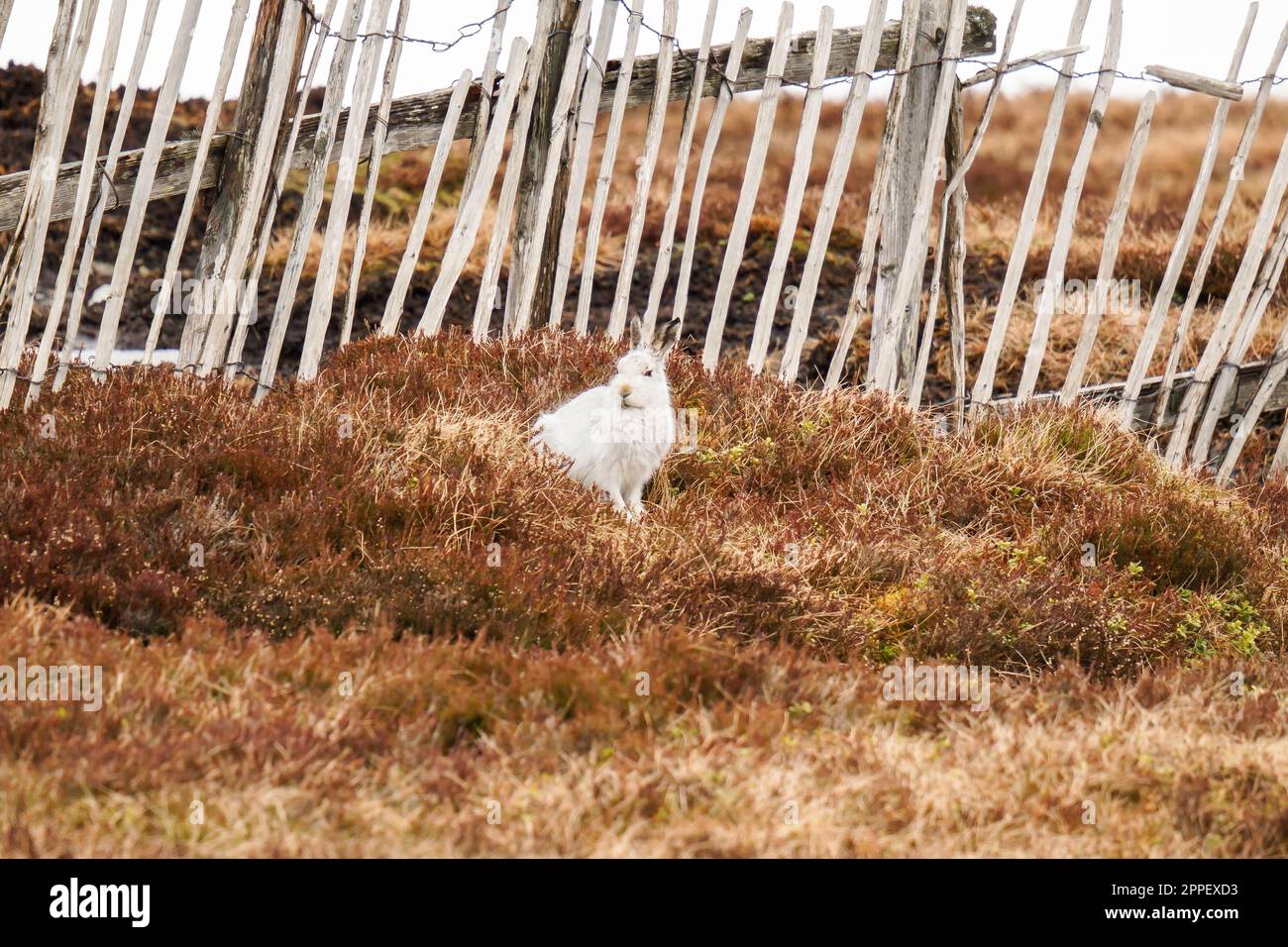 Mountain hare (Lepus timidus) also known as a Blue hare, sat amongst ...