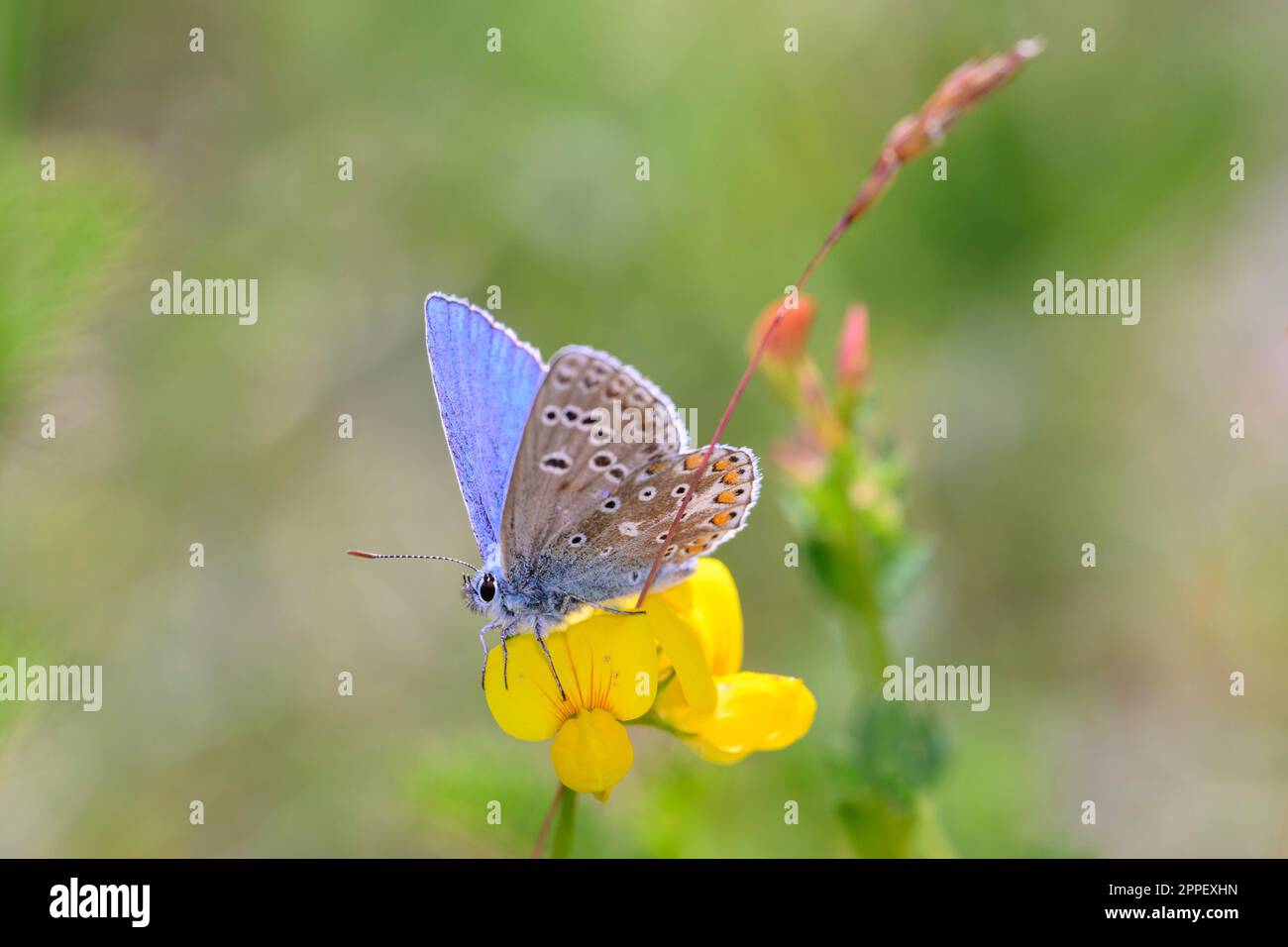 Adonis blue eggs hi-res stock photography and images - Alamy