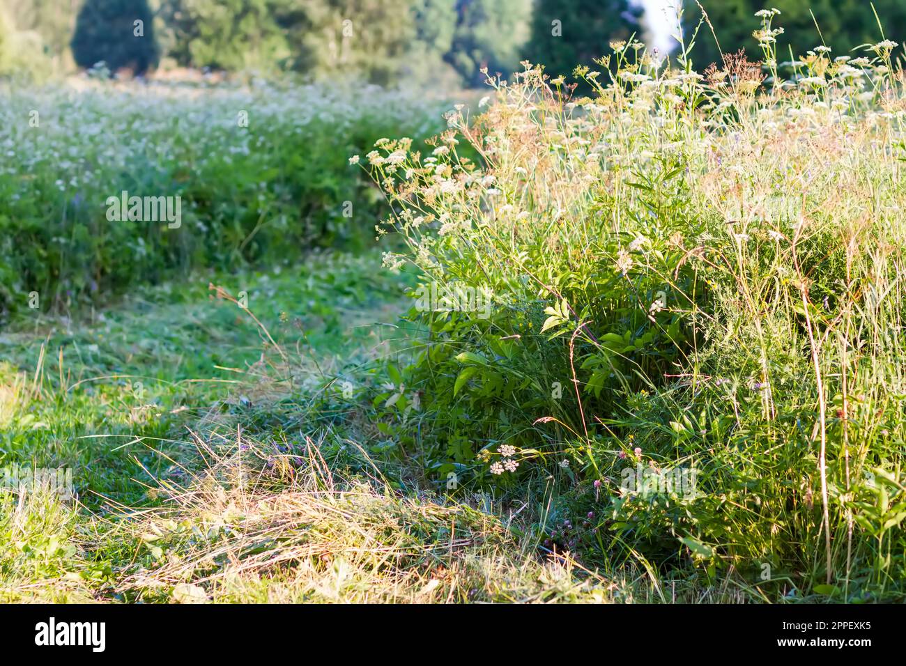 Landscape in the countryside in summertime Stock Photo - Alamy