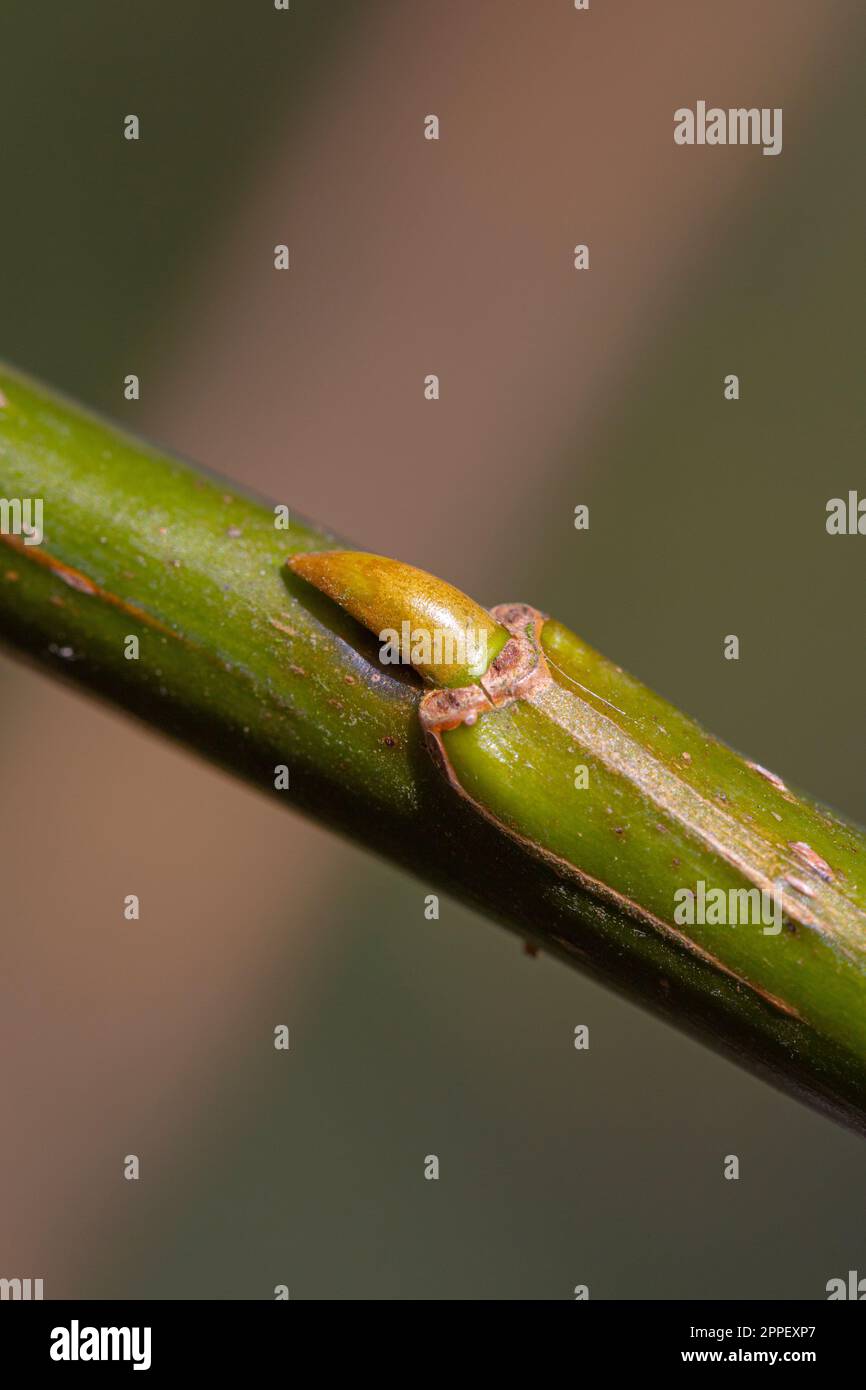Salix fragilis hi-res stock photography and images - Alamy
