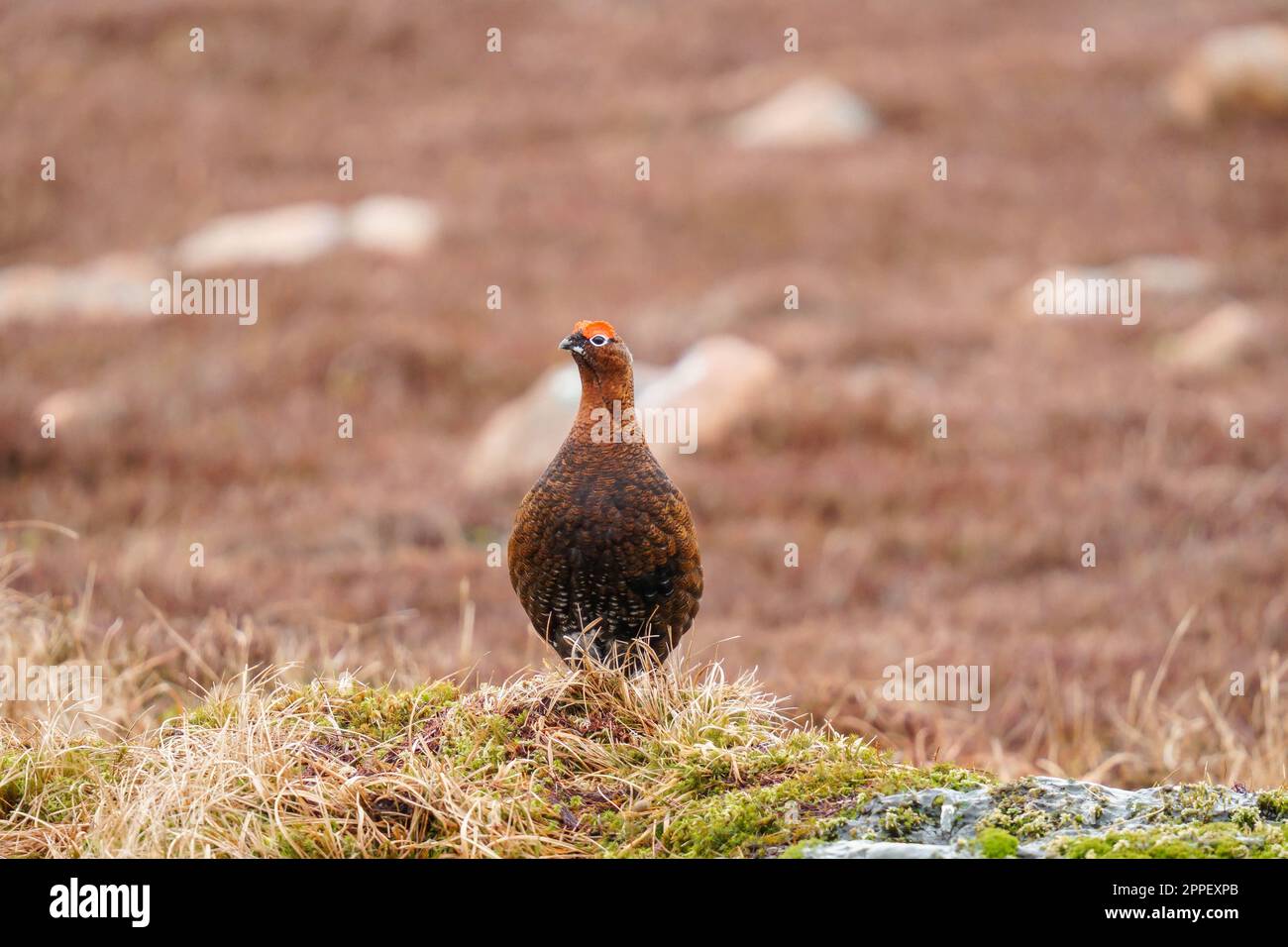 Red grouse (Lagopus lagopus) Cairngorms National Park Perth and Kinross ...