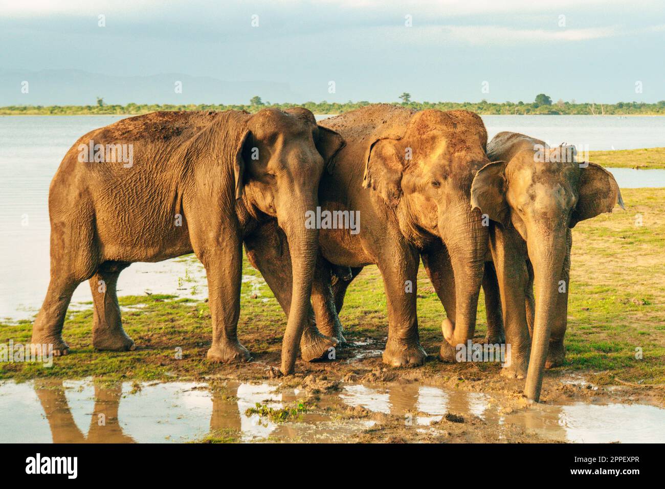The three elephants covered in mud standing together in a savannah ...
