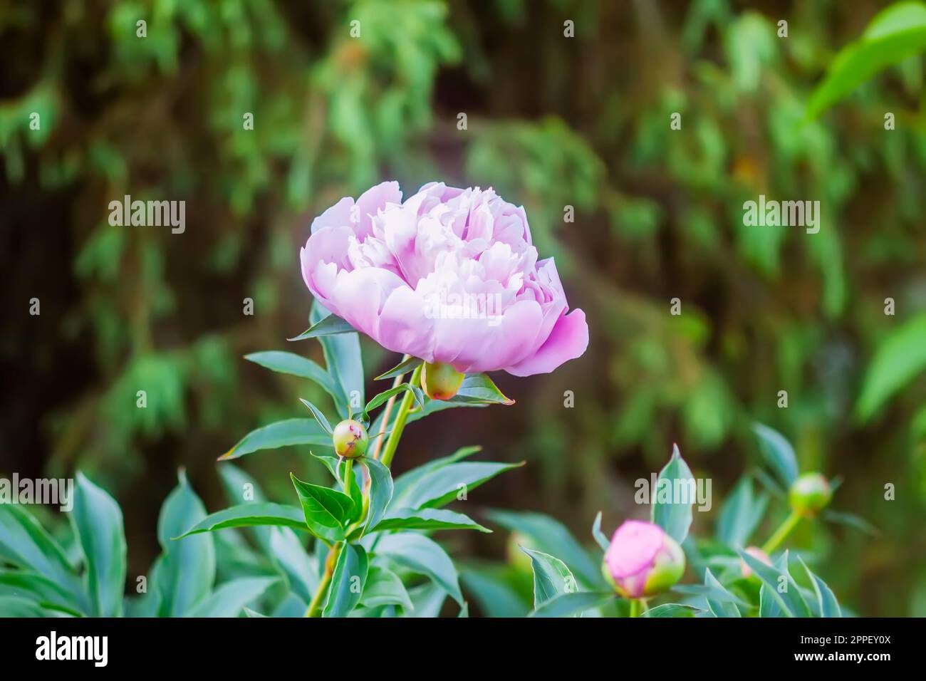 Pink peonies. Beautiful spring flowers in flowering season Stock Photo ...