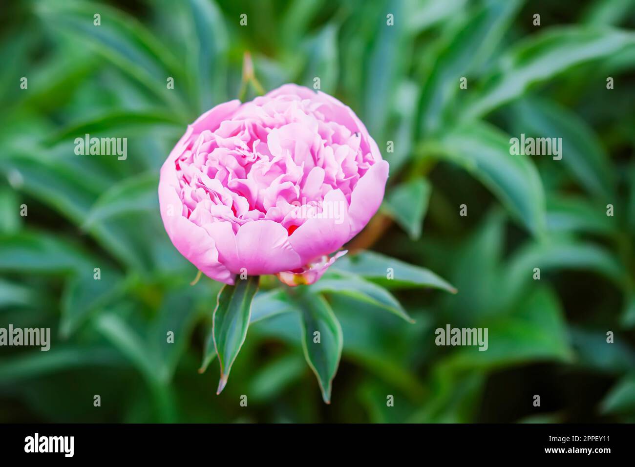 Pink peonies. Beautiful spring flowers in flowering season Stock Photo ...
