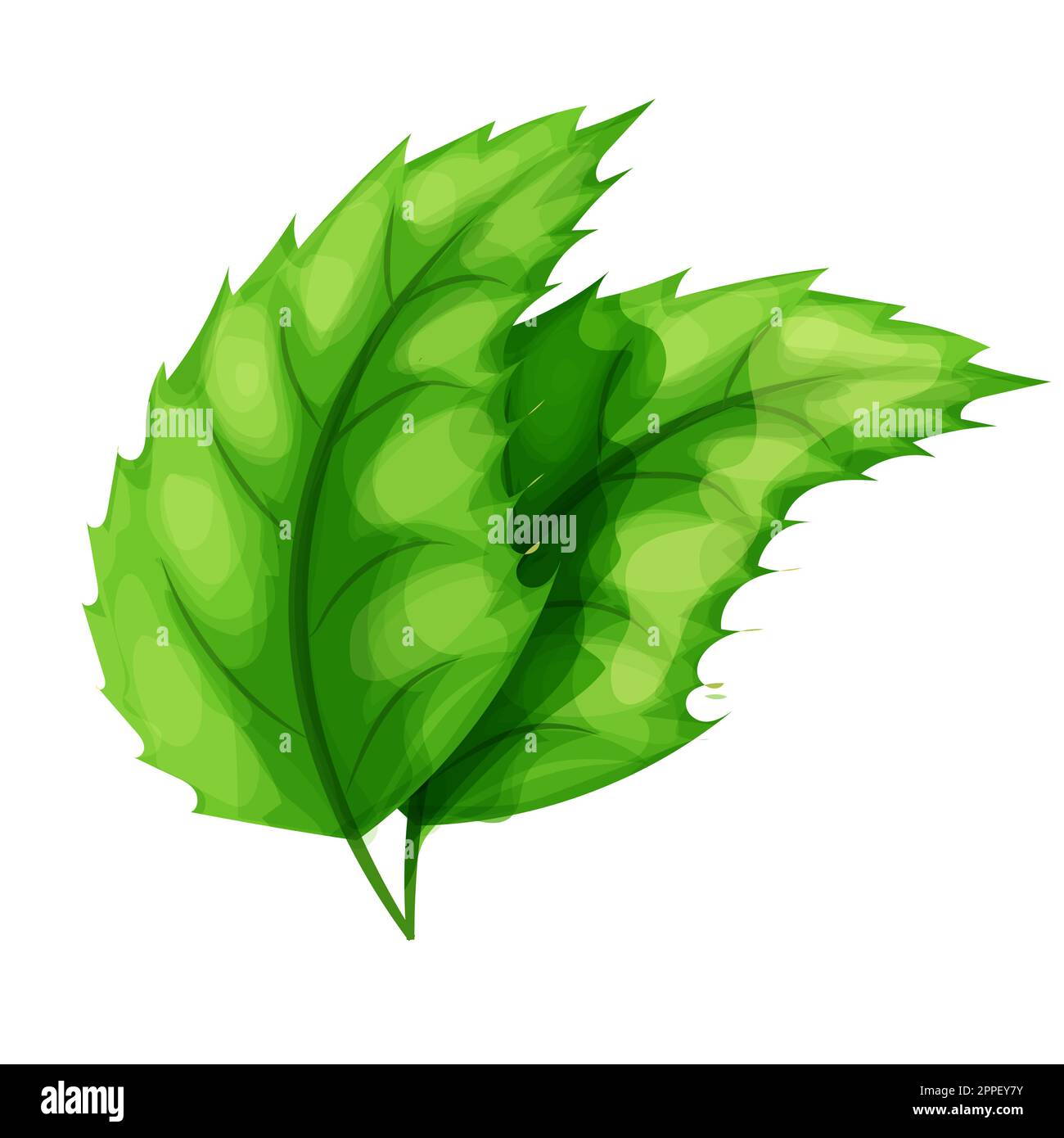 Set Mint, peppermint leaves, mentol herb in cartoon style isolated on ...