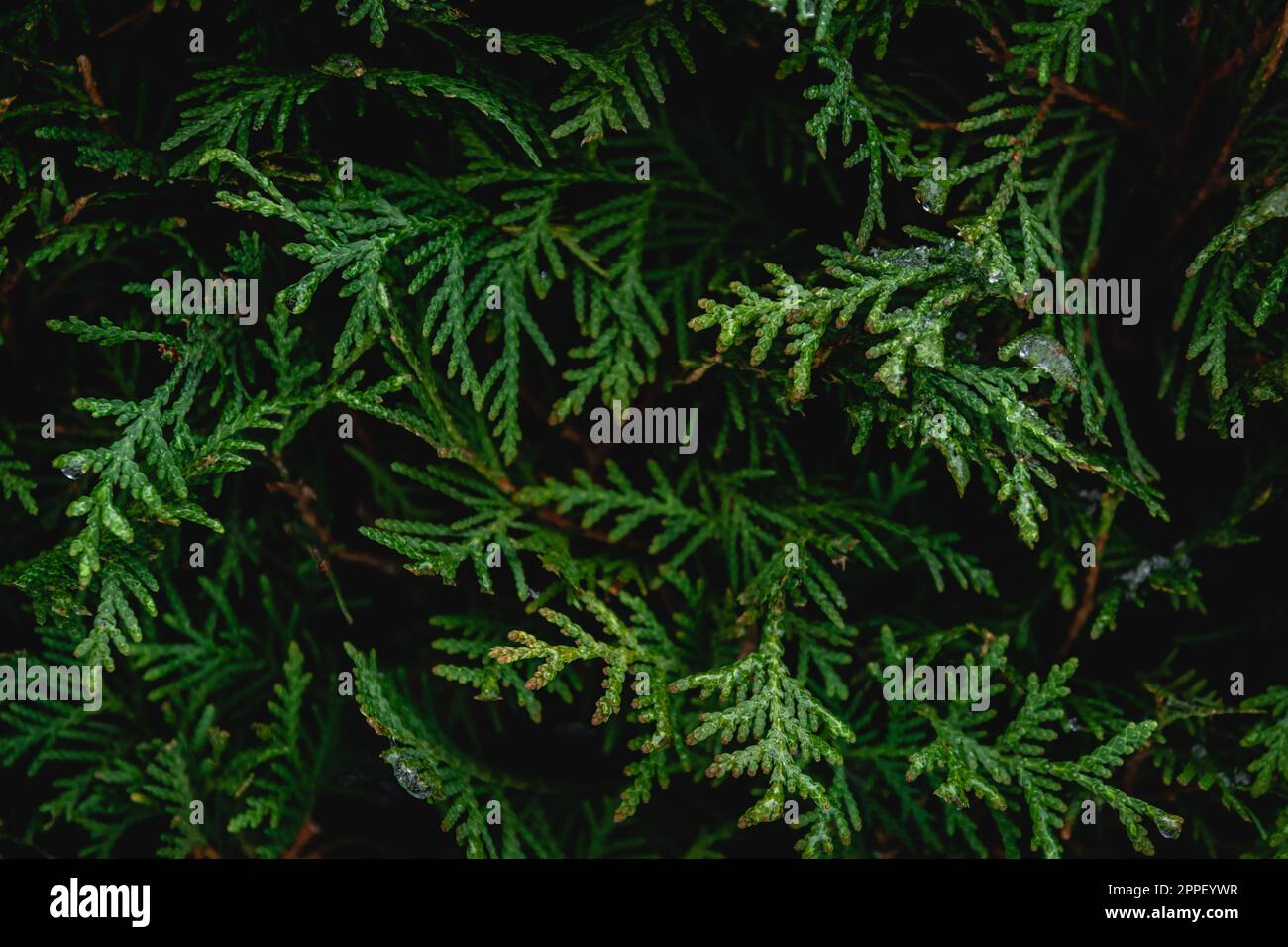 Green coniferous bush , thuja hedge texture close up Stock Photo - Alamy