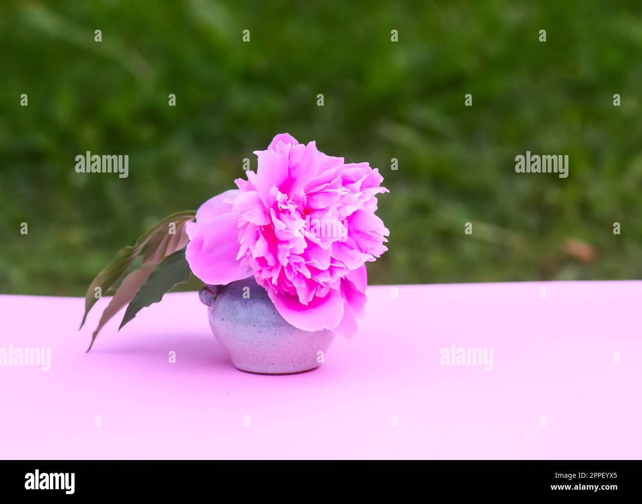 Pink peonies. Beautiful spring flowers in flowering season Stock Photo ...
