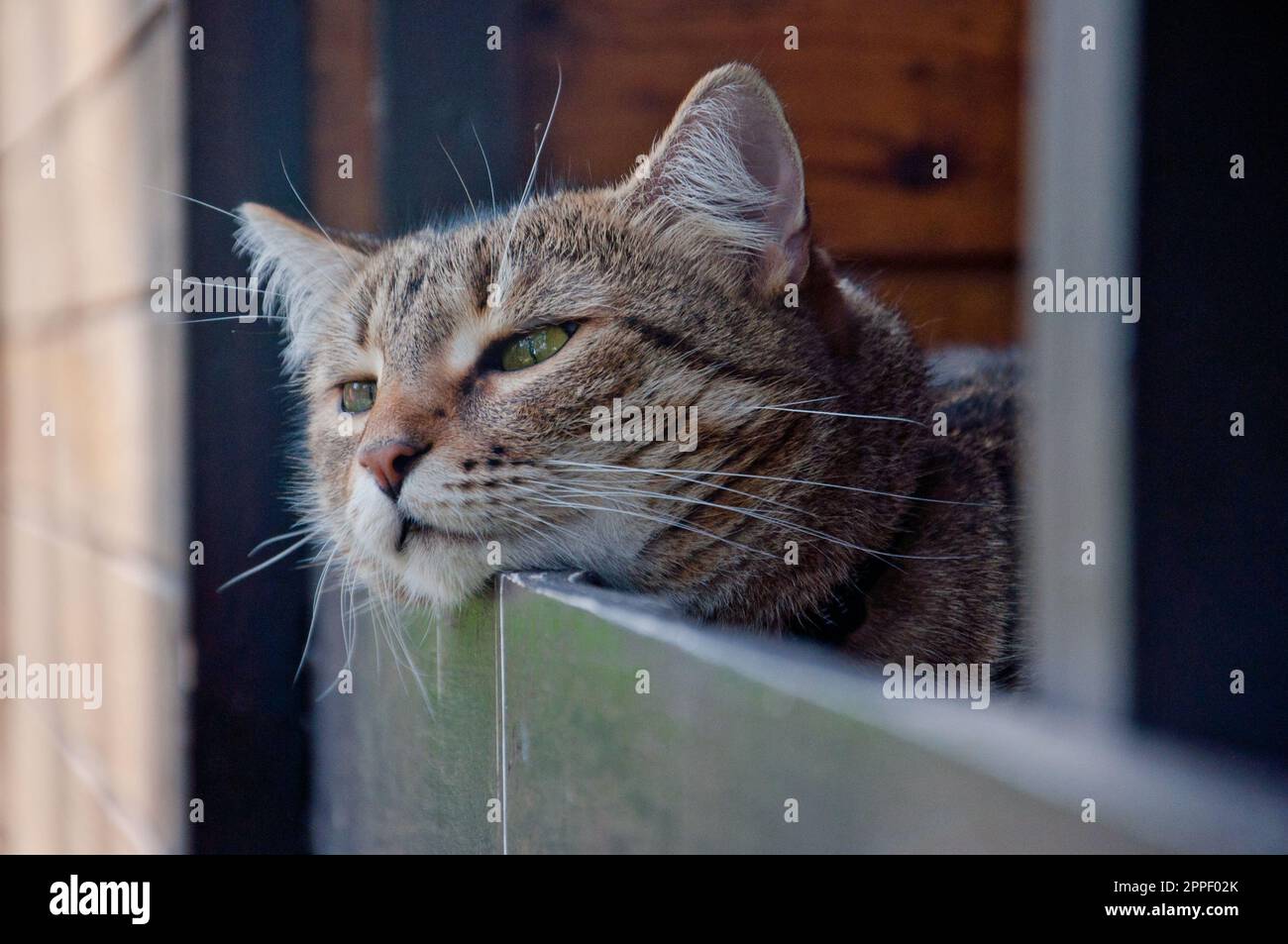 European house cat hi-res stock photography and images - Alamy