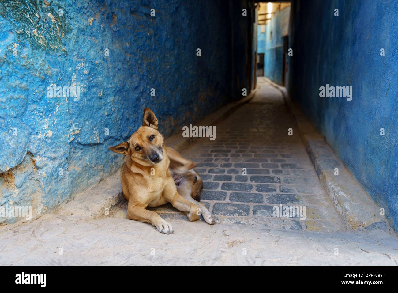 stray dog in an alley, Fès el-Bali, Fez, morocco, africa Stock Photo ...