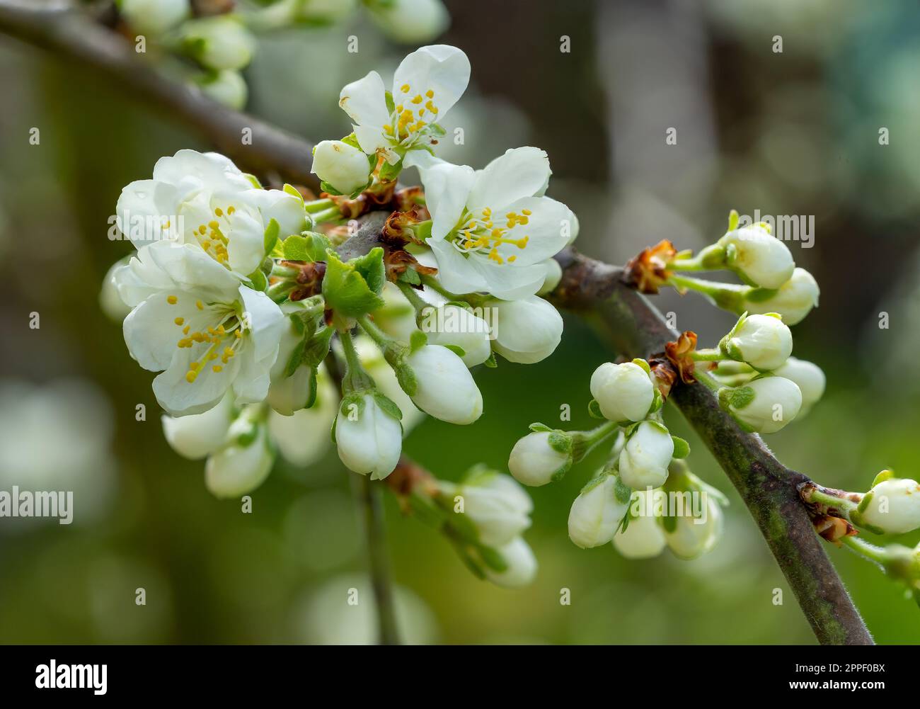 Plum blossom on background hi-res stock photography and images - Alamy