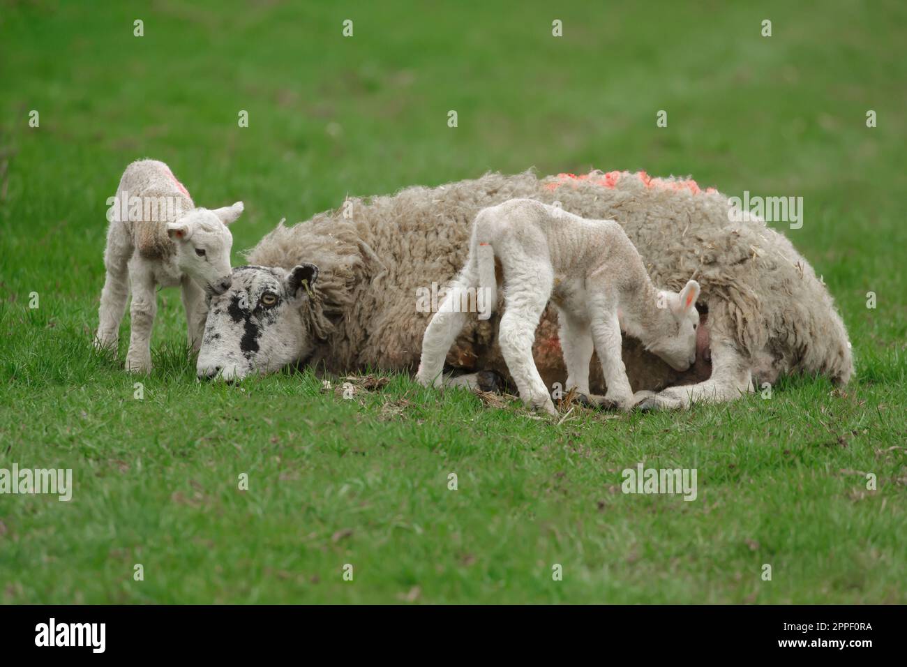 Tired mother sheep with her newborn twin lambs, one lamb trying to suckle and one lamb snuggling ...