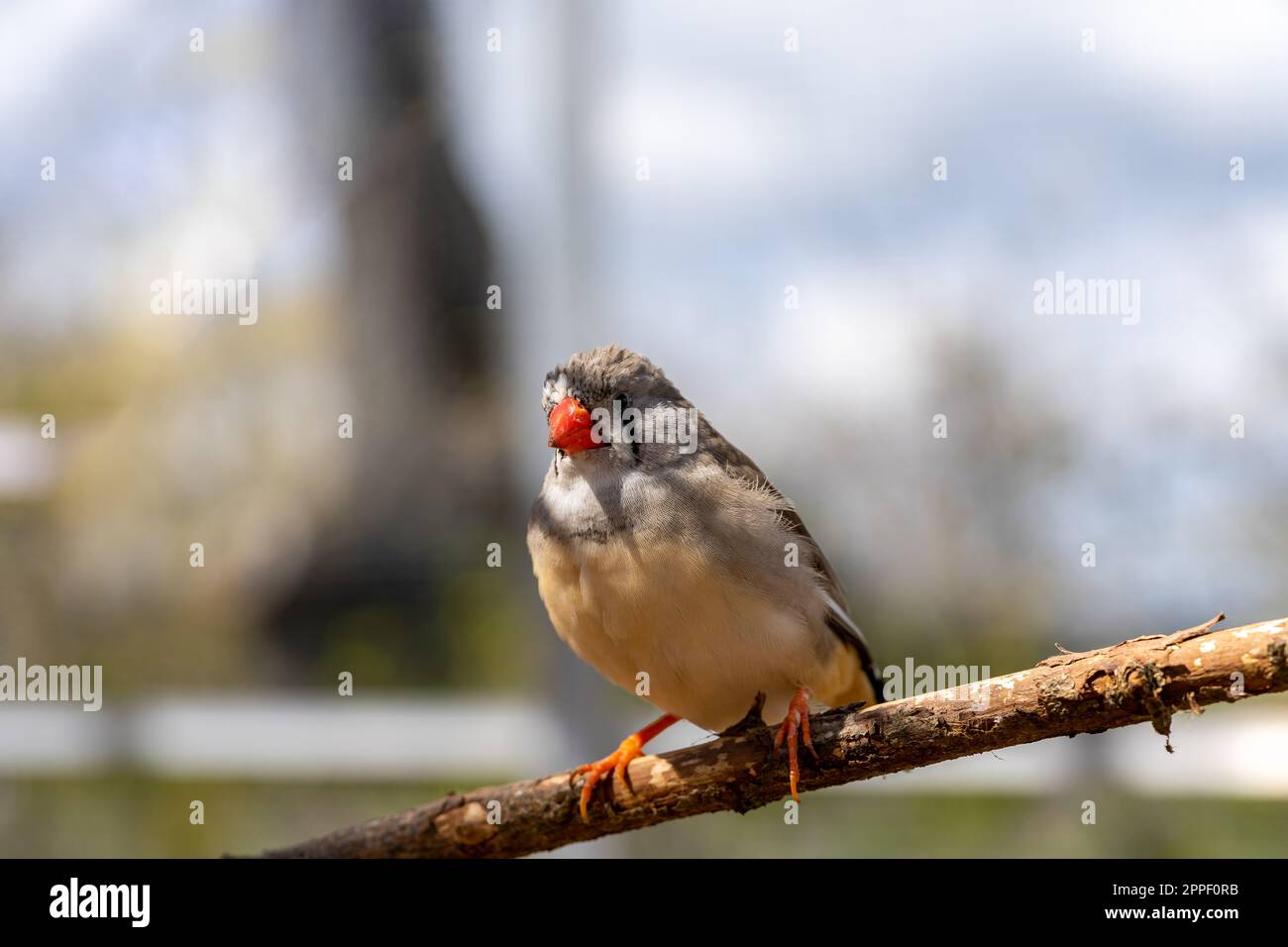 Zebra finch birds in hi-res stock photography and images - Alamy