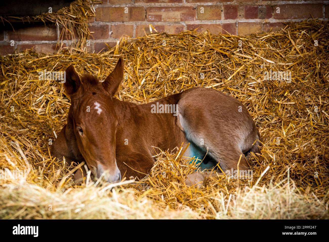 Suffolk Punch Foal, Easton Farm Park, Woodbridge, UK, 12, April,2023 A ...