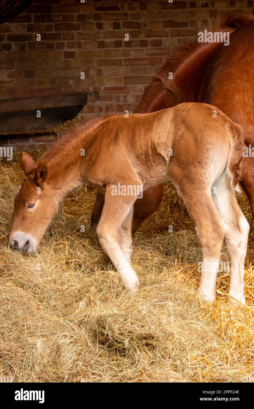 Suffolk Punch Foal, Easton Farm Park, Woodbridge, UK, 12, April,2023 A ...