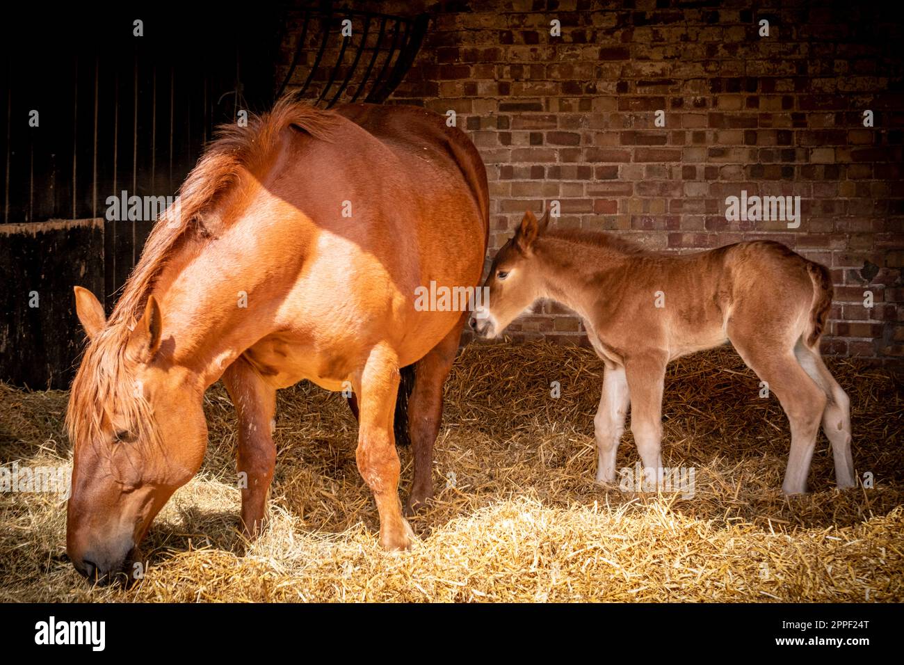 Suffolk Punch Foal, Easton Farm Park, Woodbridge, UK, 12, April,2023 A ...