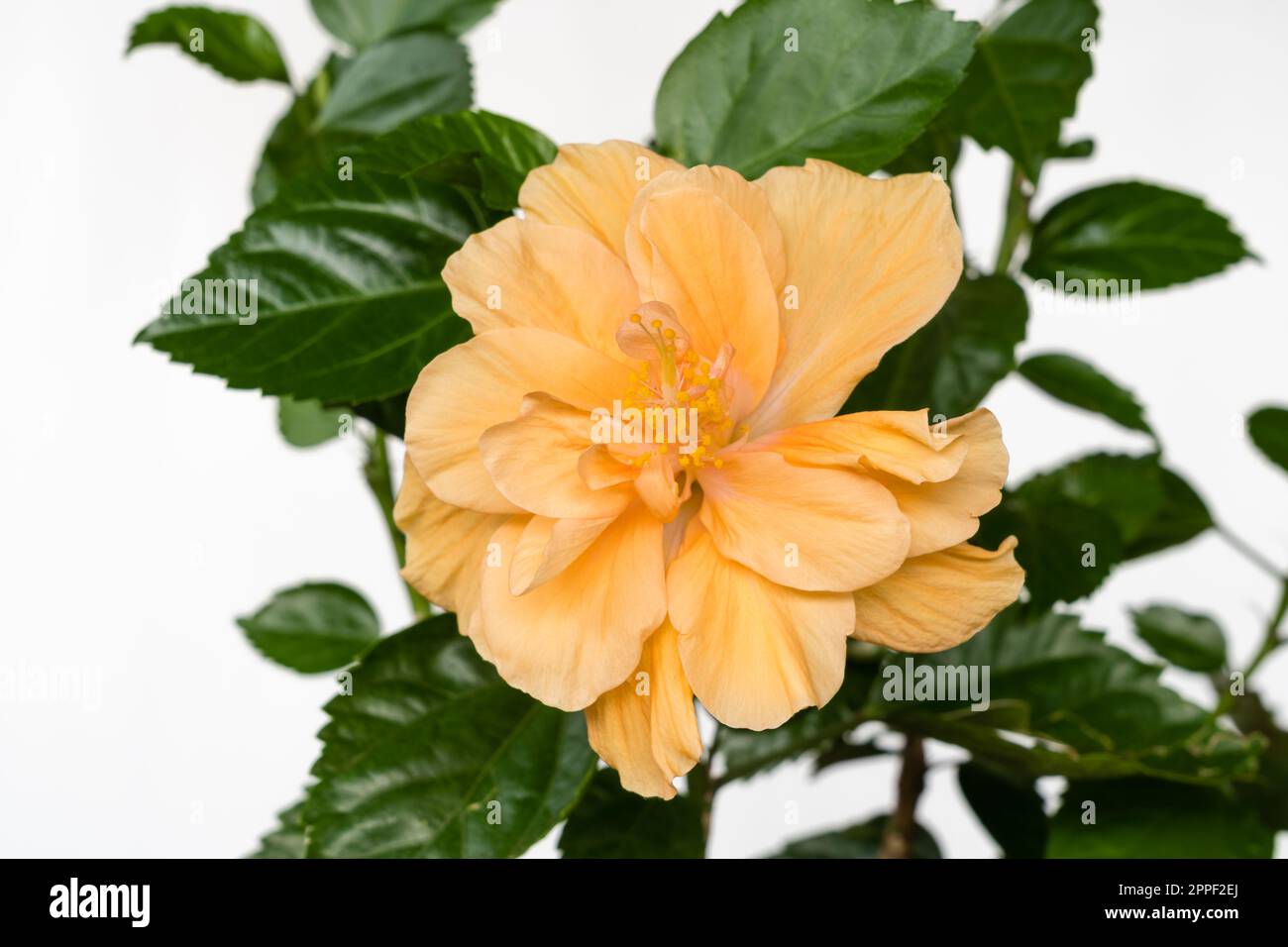 Closeup view of delicate orange hibiscus rosa-sinensis double flower ...