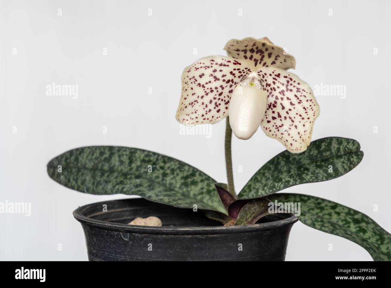 Closeup view of delicate creamy white with red spots flower of ...