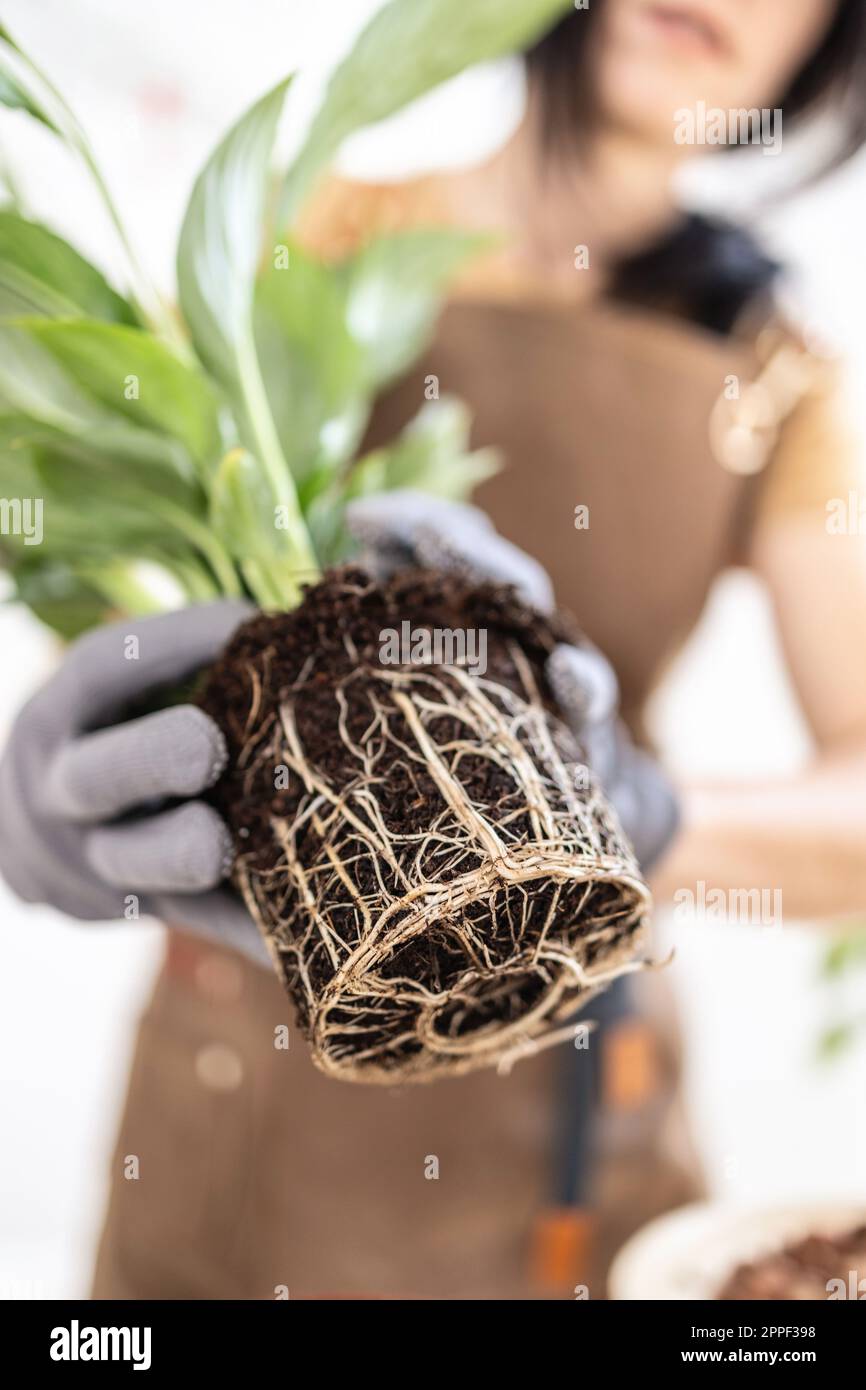 Closeup of female gardener and houseplant spathiphyllum root system ...