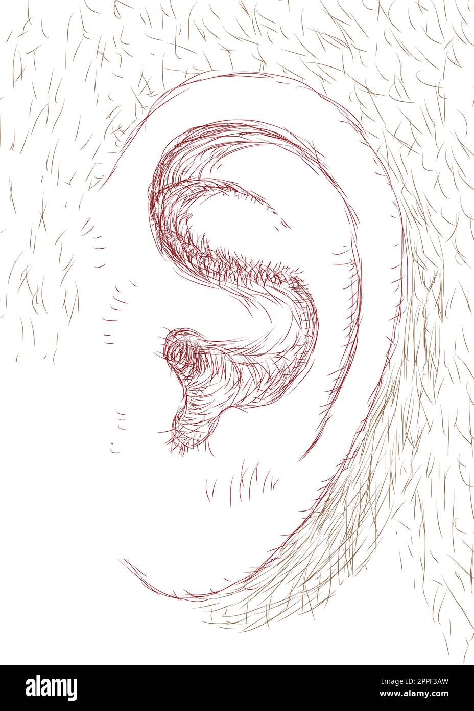 Drawing of ear and sound waves, vector illustration Stock Vector Image ...