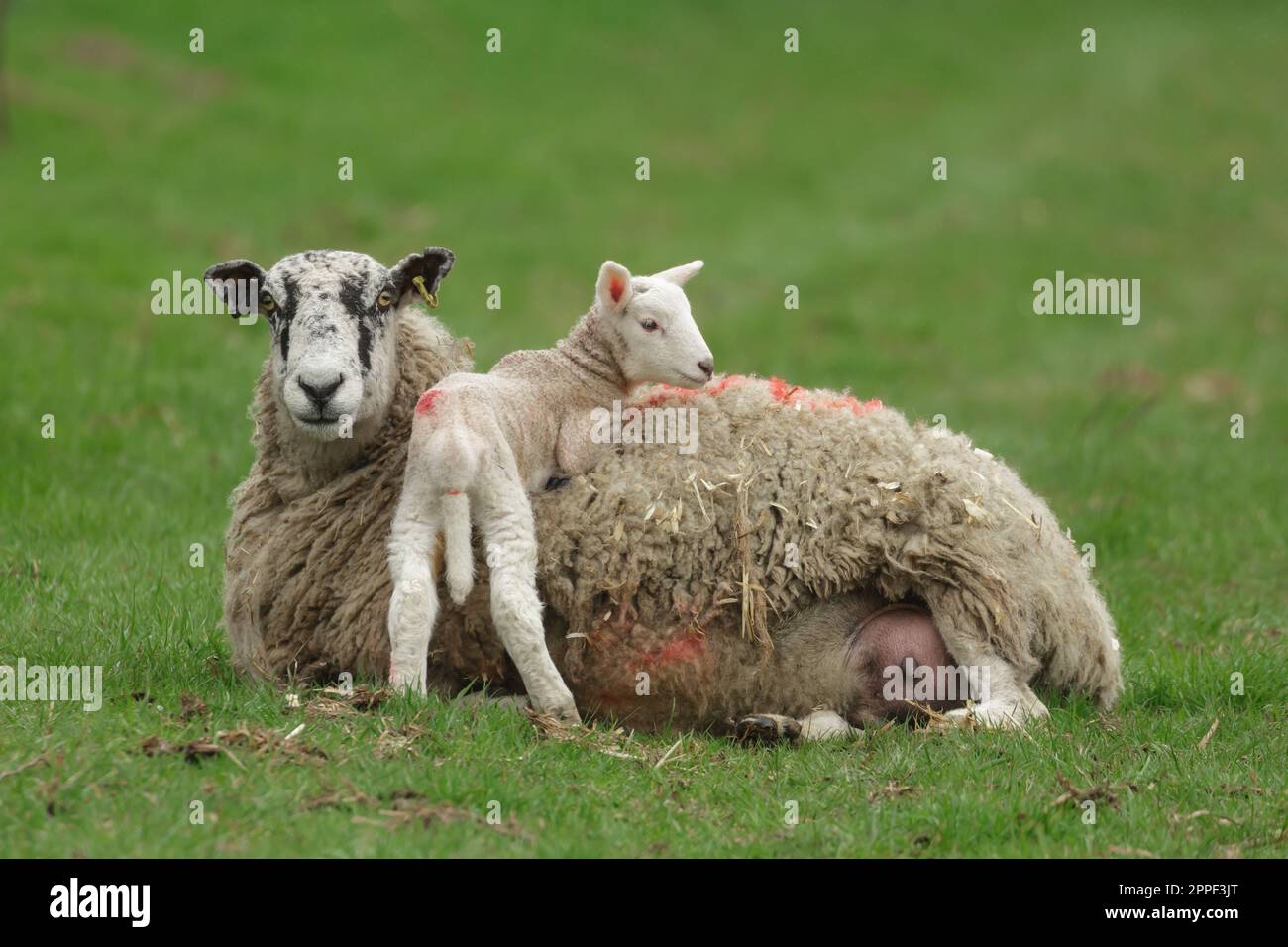 Mother sheep lying down in green field with her newborn lamb resting ...