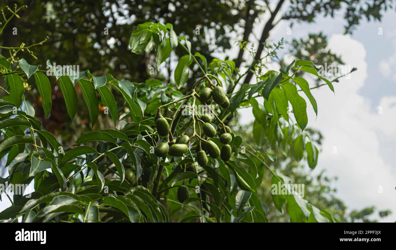 June plum hi-res stock photography and images - Alamy