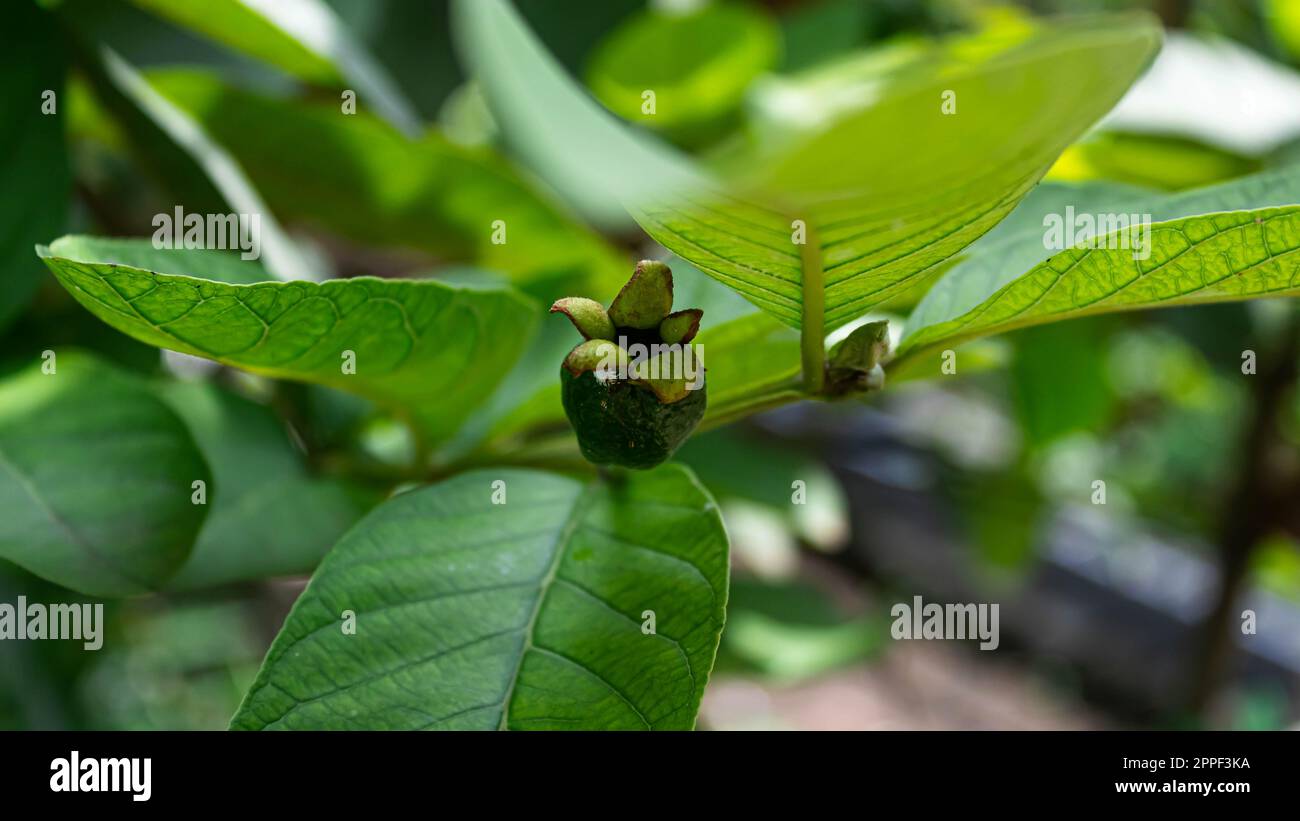 Tropical Fruit Guava on Guava Tree. Tropical fruit guava tree Stock ...