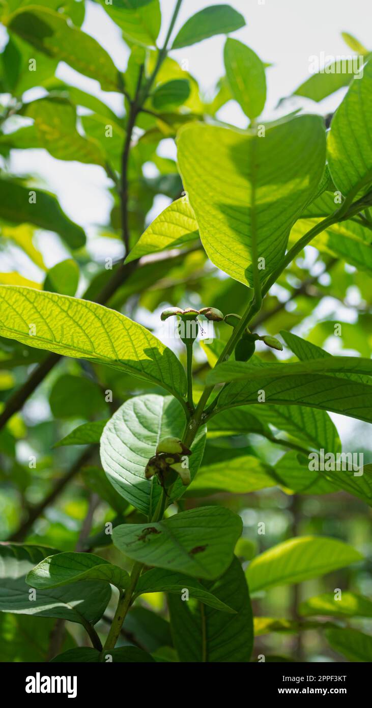 Tropical Fruit Guava on Guava Tree. Tropical fruit guava tree Stock ...