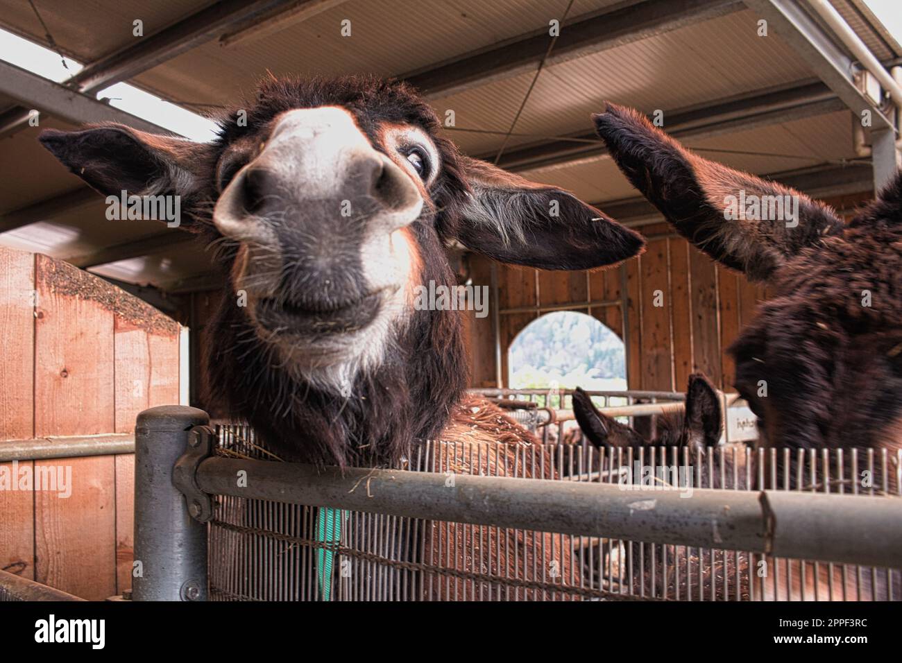 A cute donkey happily resides in his cozy stable, situated in a ...
