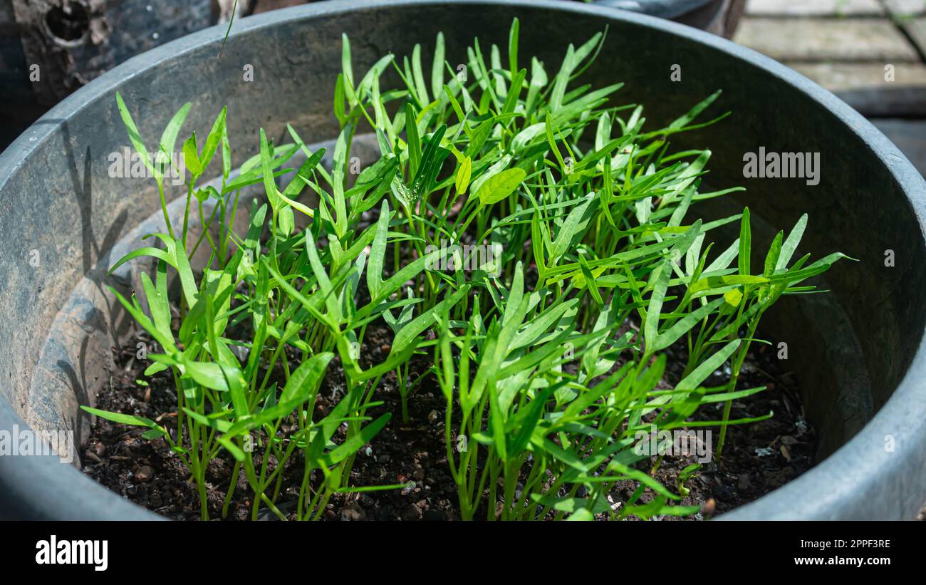 Water spinach (Ipomoea aquatica) cultivated in buckets on an urban ...