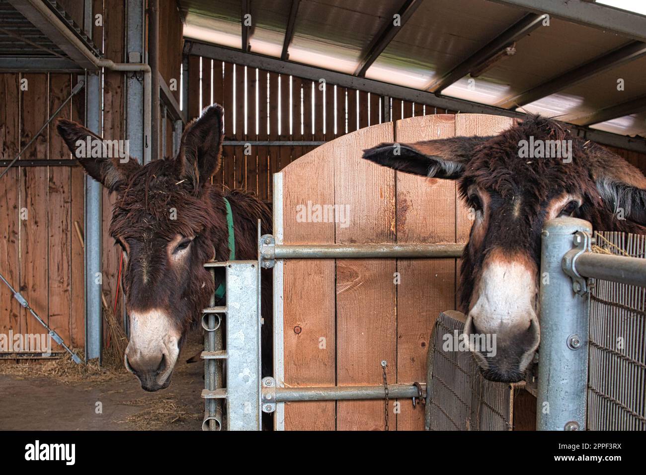 Two cute donkeys in their stable on a farm that produces donkey milk ...