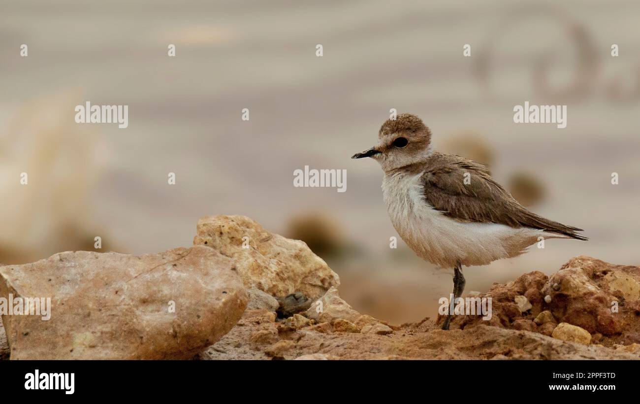 isolated small beautiful bird (kentish plover)sit in the desert river ...