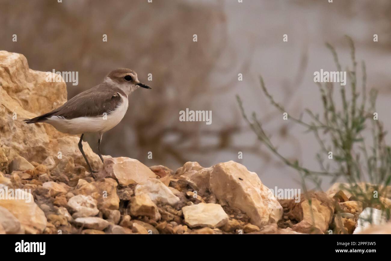 isolated small beautiful bird (kentish plover)sit in the desert river ...