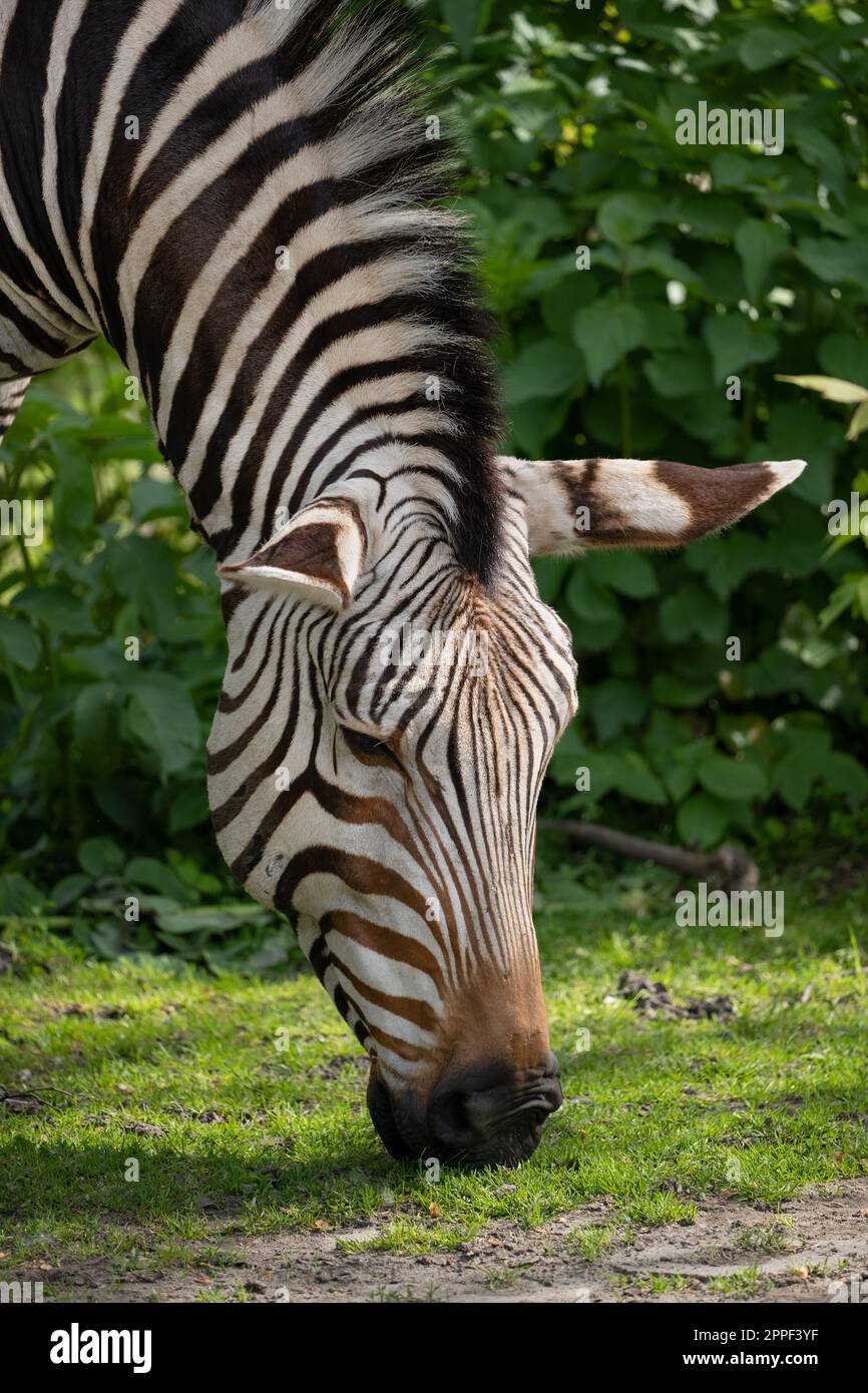 Hartmann's mountain zebra (Equus zebra Hartmannae) grazing, animal in ...