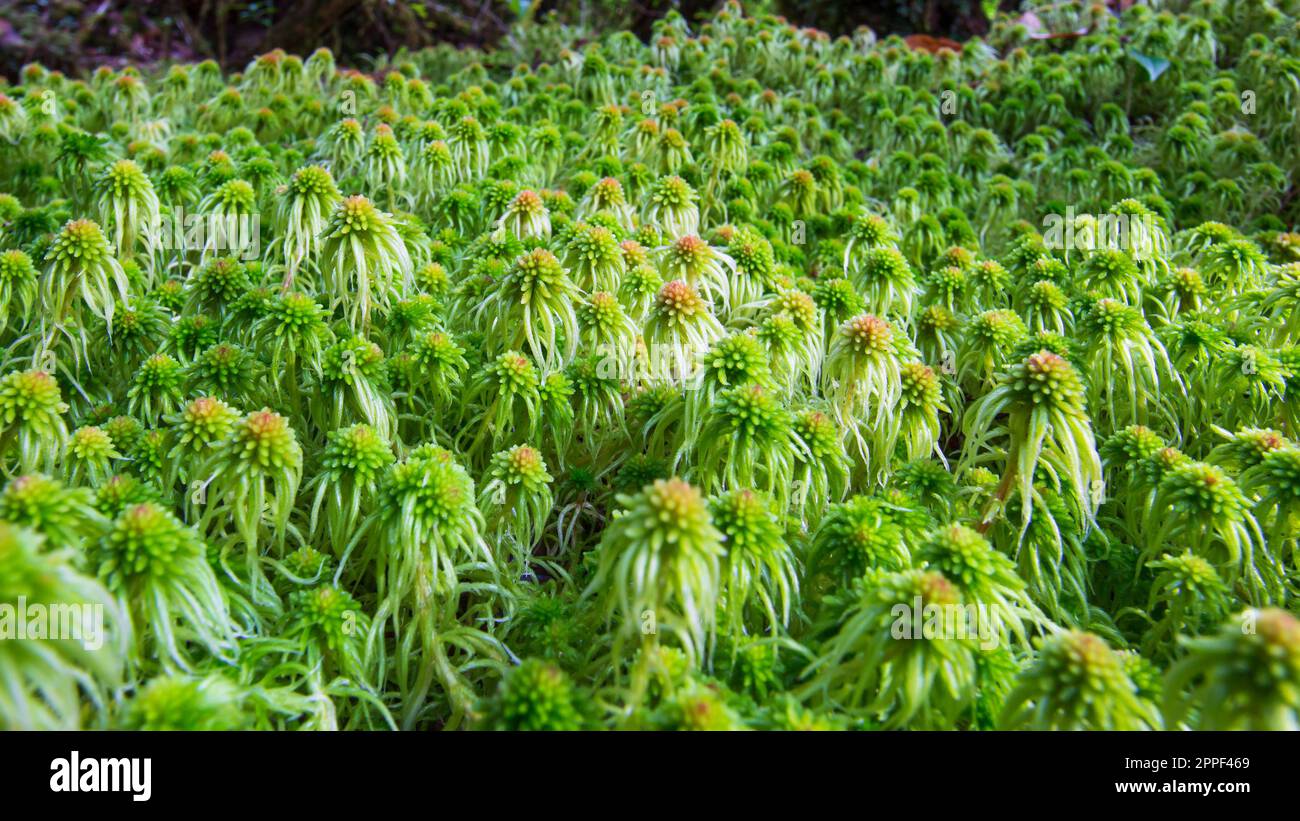 Close-up of green liverworts growing on the ground cloud forest in the ...