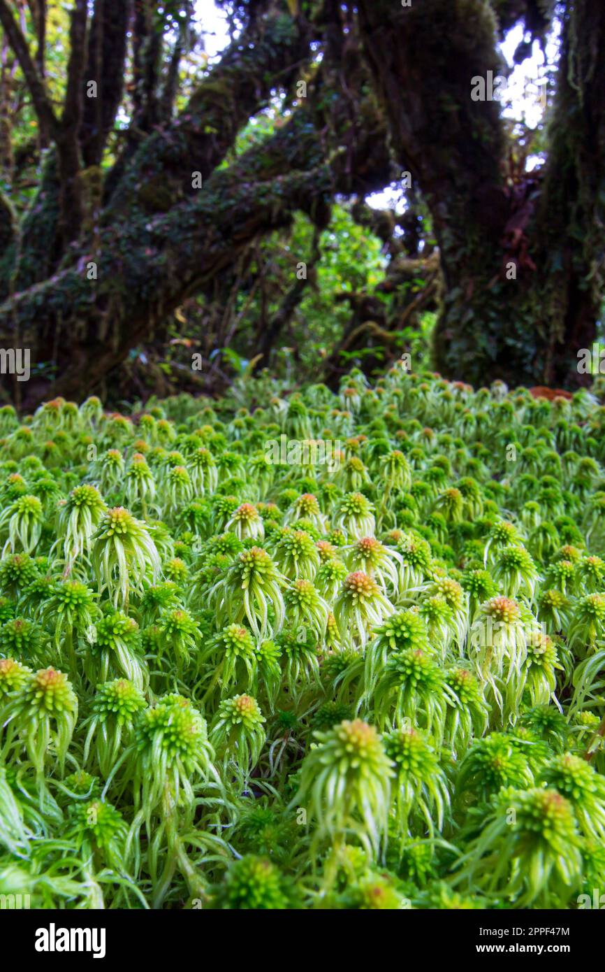 Close-up of green liverworts growing on the ground cloud forest in the ...
