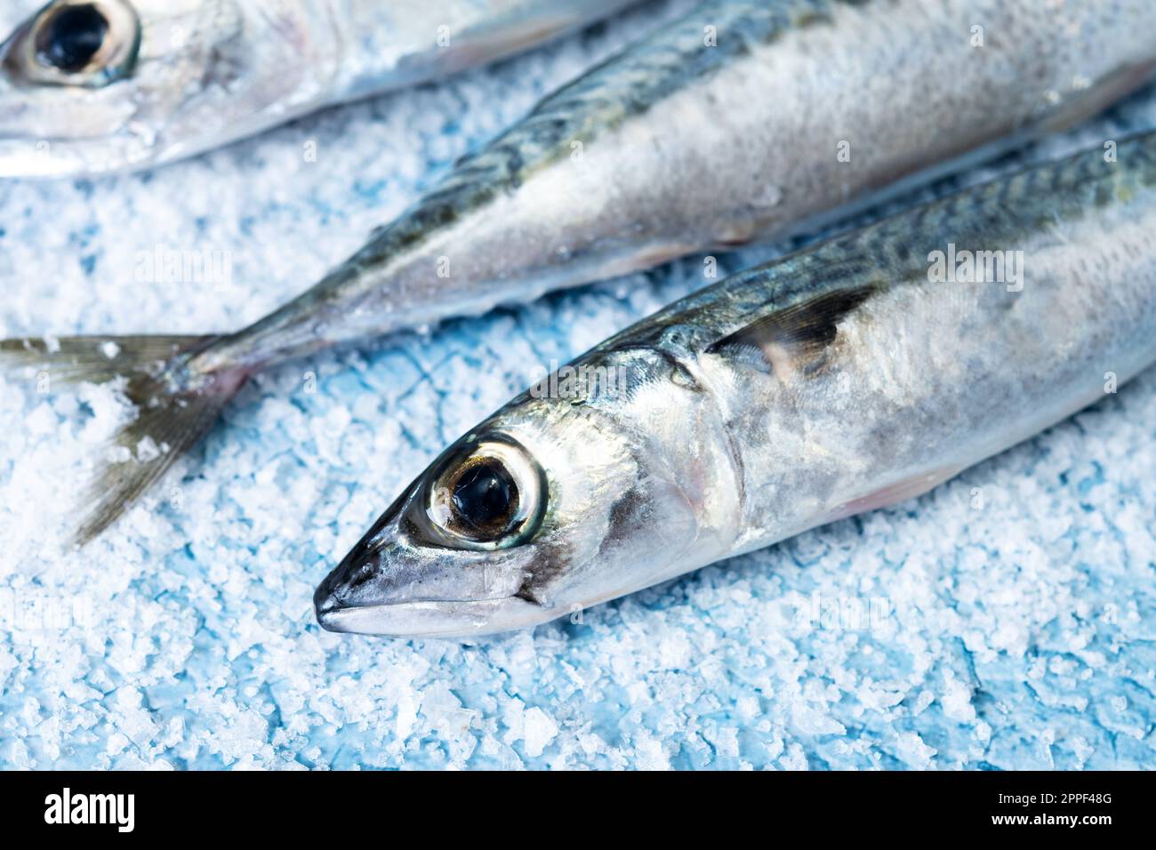 Raw mackerel fish with salt around isolated on white background Stock ...